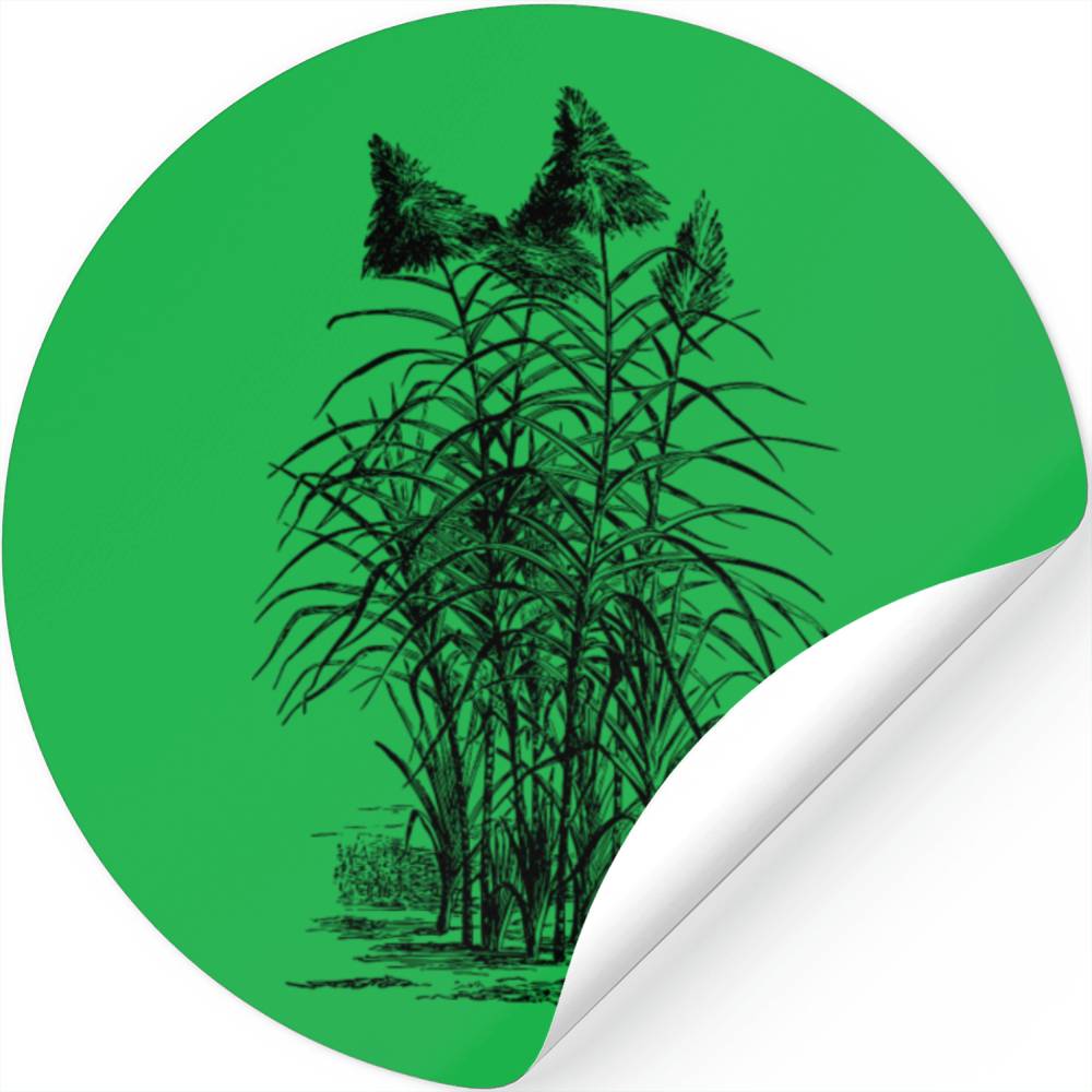 Sugar Cane Designed & Sold By Changing TidBand