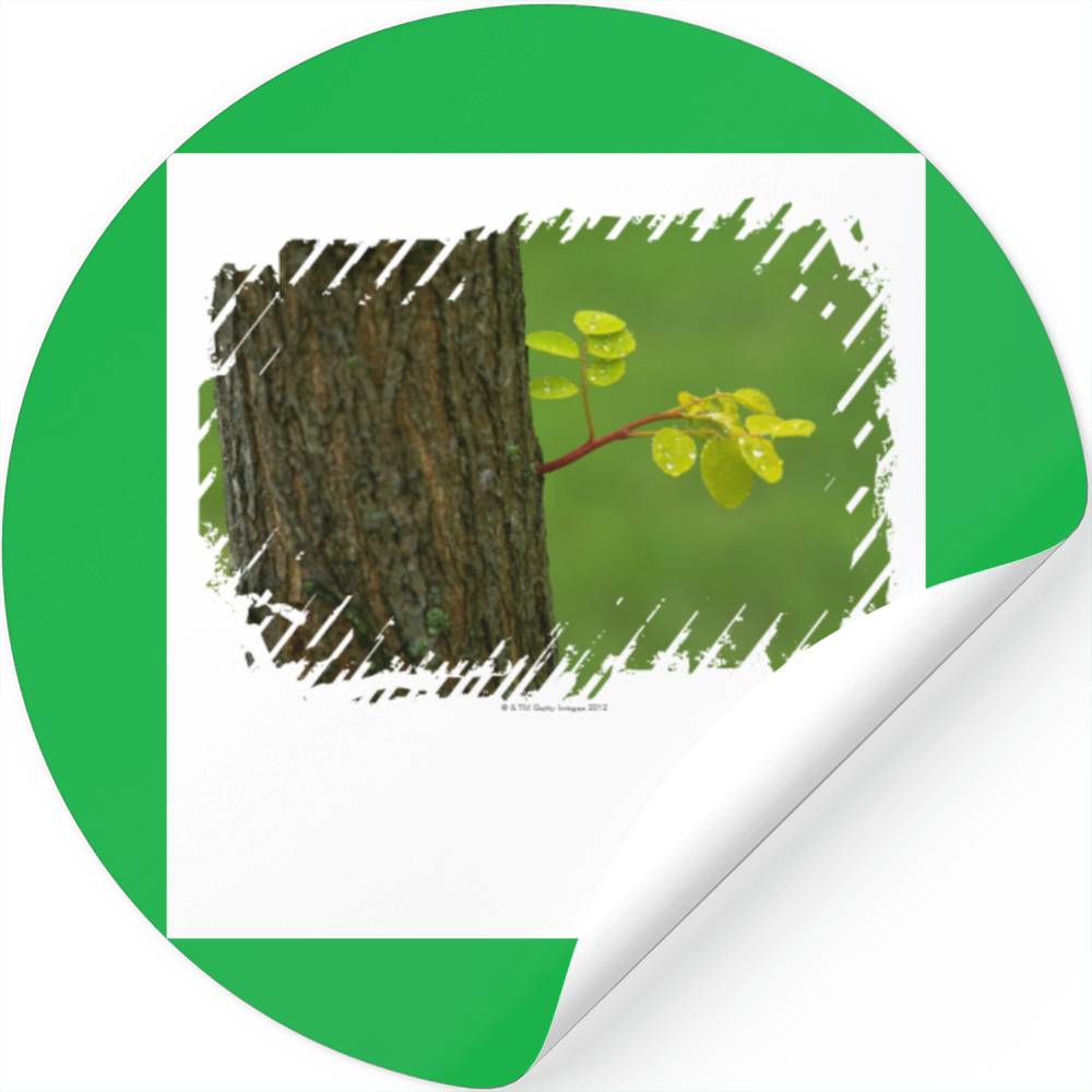 Black Locust Tree Growing A New Branch Stickers Designed & Sold By ...