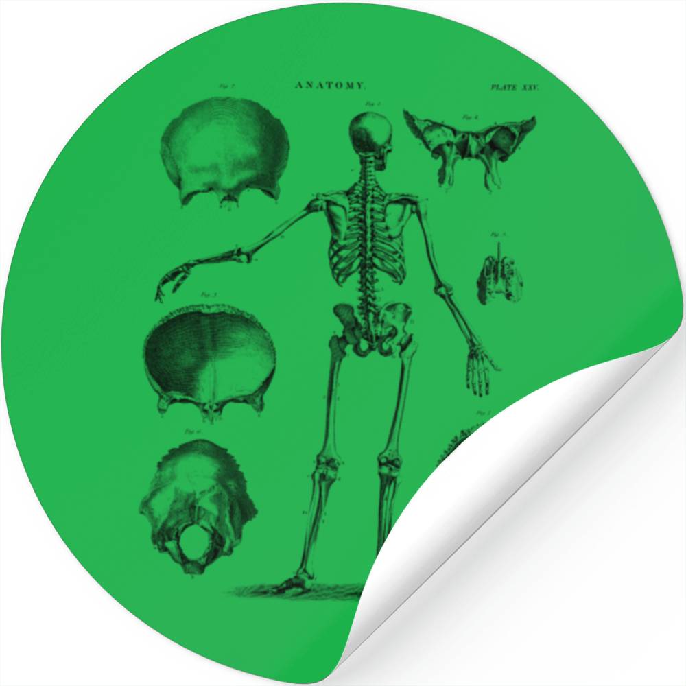 Vintage 1800s Skeleton Antique Anatomy Skeletons Stickers Designed ...