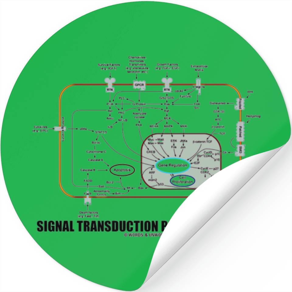 Signal Transduction Pathways Inside Cell Biology Stickers Designed And Sold By Daniegray