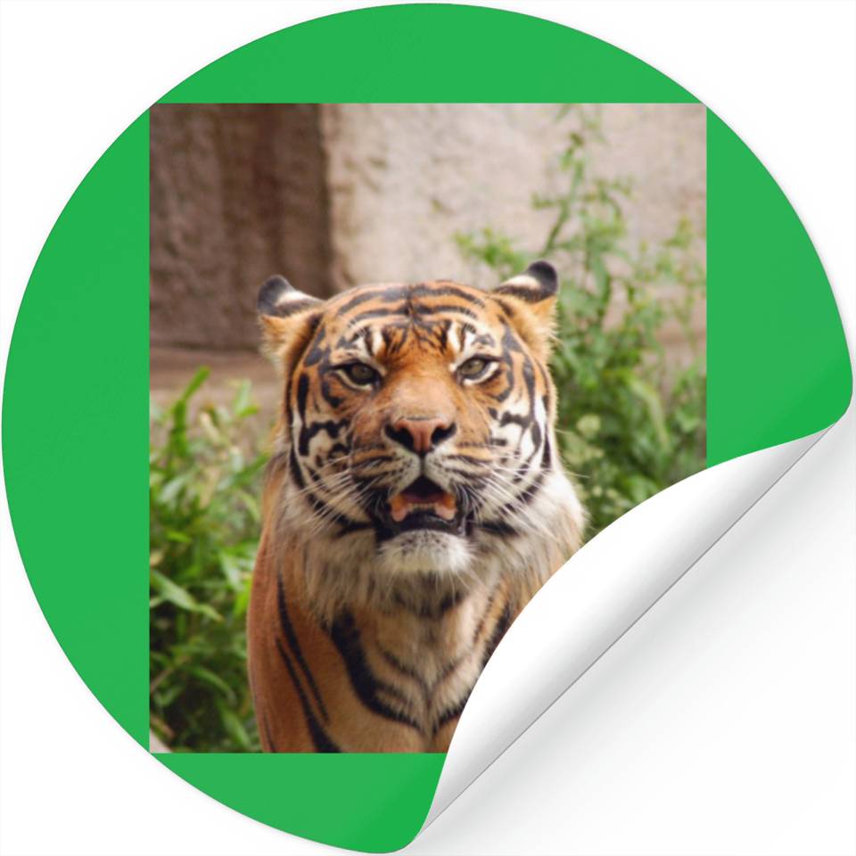 Beautiful Tiger Face Print Stickers Designed & Sold By Xoana Herrera