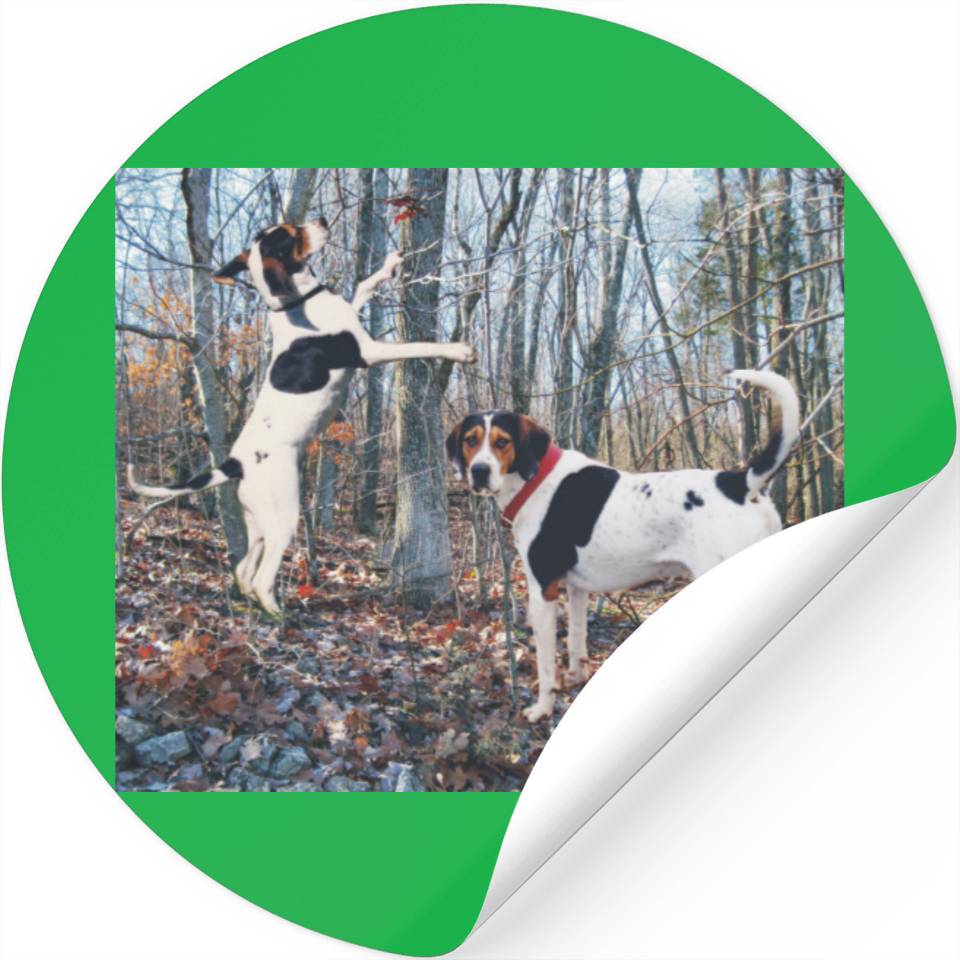 Treeing Walker Coonhounds In Woods T Stickers Designed & Sold By Darren ...
