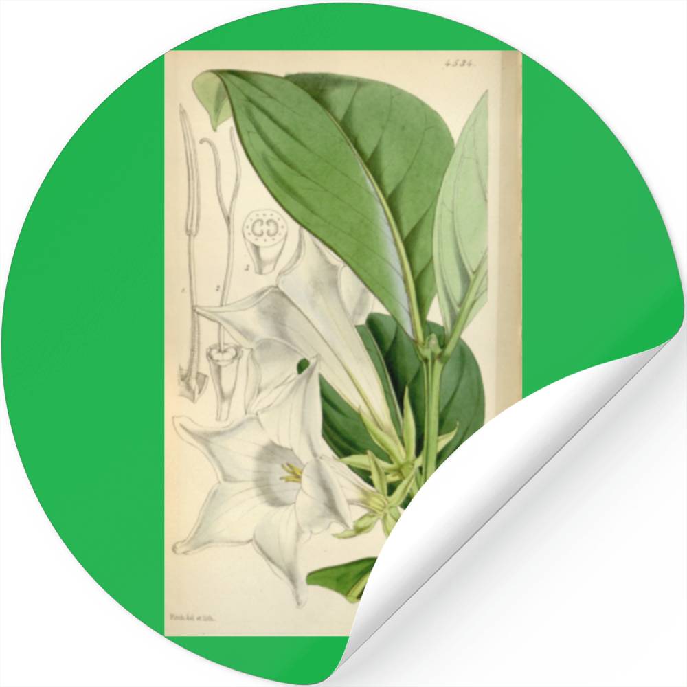 Curtis's Botanical Magazine (Tab. 4534)