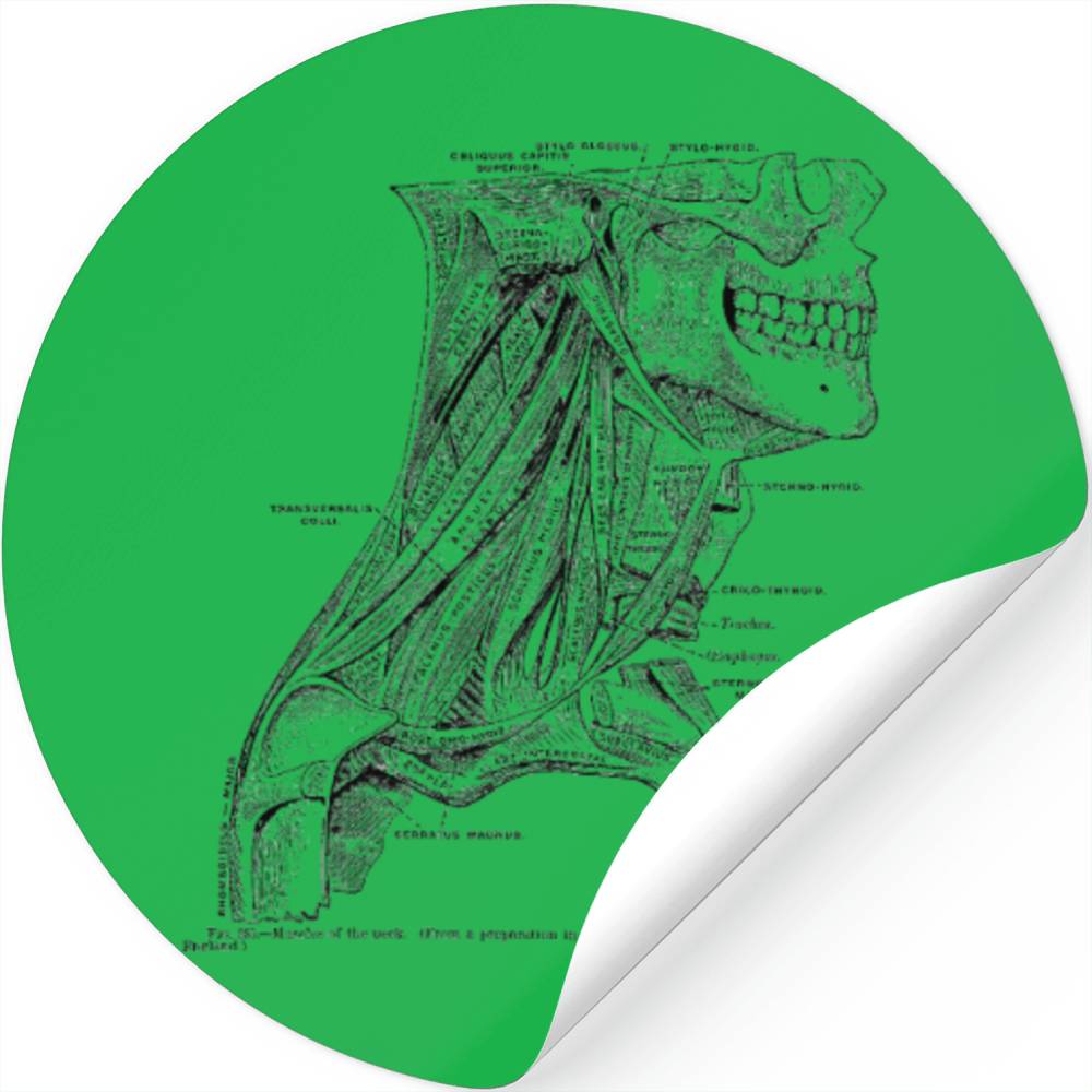 Human Vintage Anatomy Muscles Of The Neck Stickers