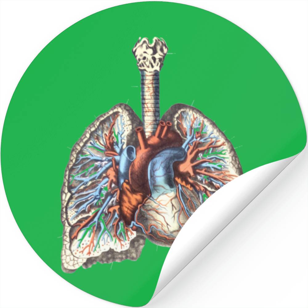 Medical Anatomy Anatomical Lungs Stickers