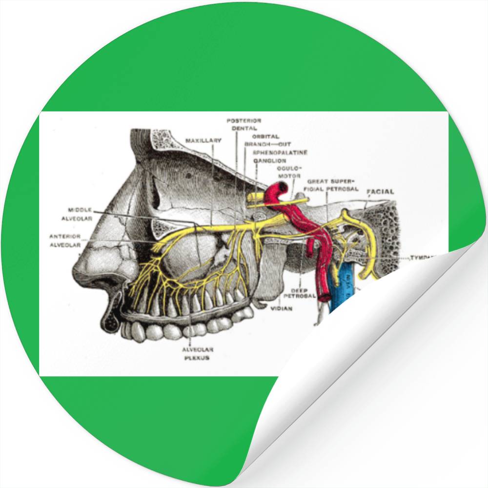Maxillary Nerves Human Anatomy Stickers