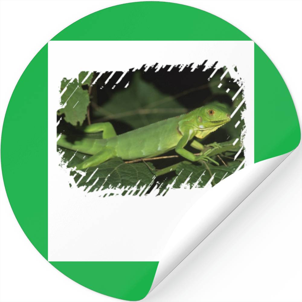 Green Iguana, (Iguana Iguana), Common Iguanas Stickers