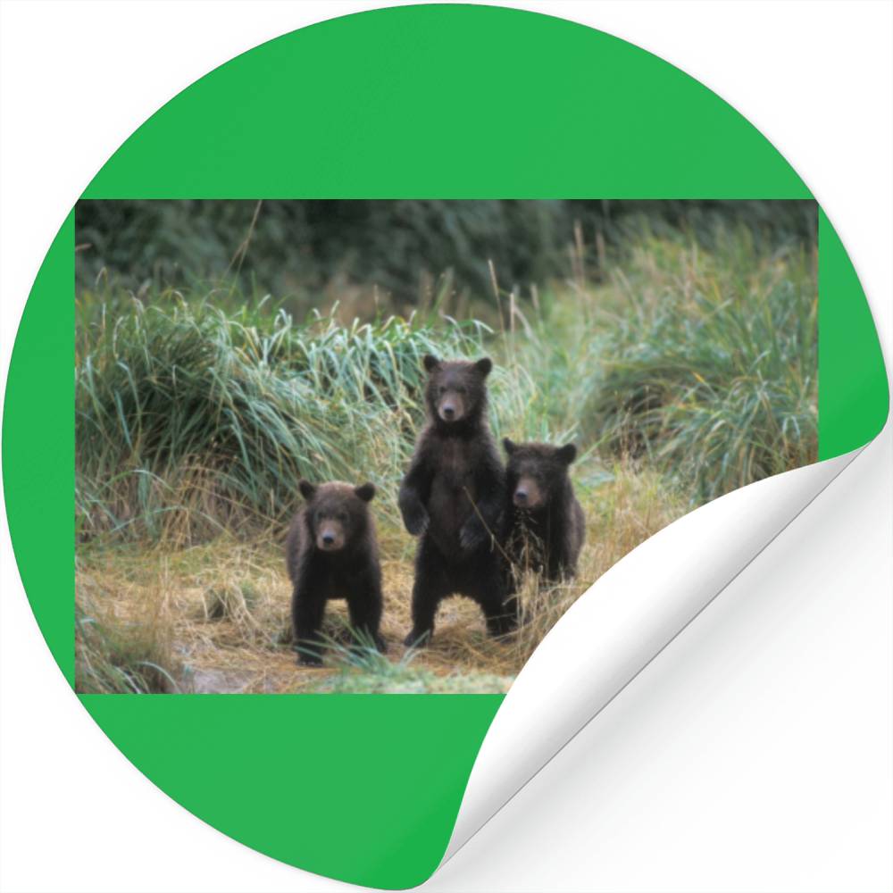 Brown Bear, Ursus Arctos, Grizzly Bear, Ursus 7 Stickers